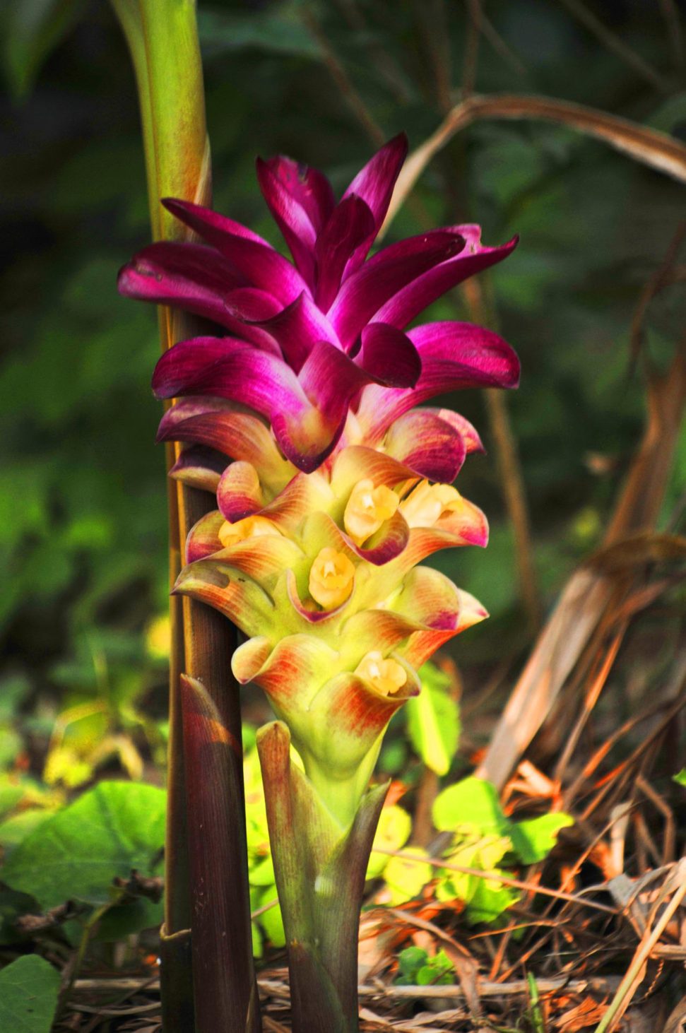 Kurkuma (květina): Jak na pěstování v českých podmínkách | PravýDomov.cz